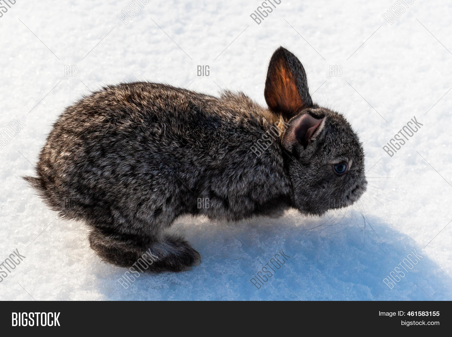 25 Day Old Rabbit. Image & Photo (Free Trial) | Bigstock