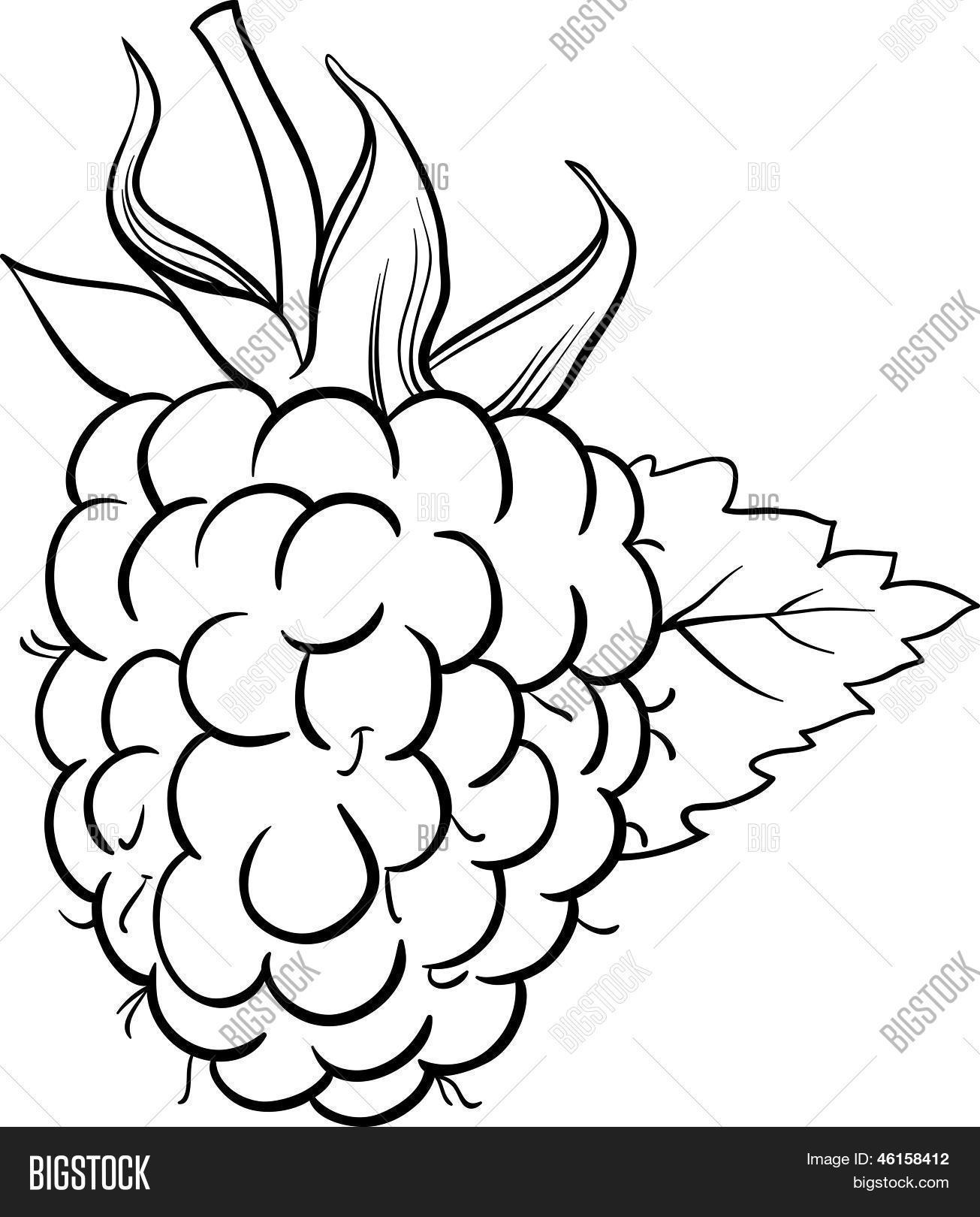 Raspberry Vector & Photo (Free Trial) | Bigstock