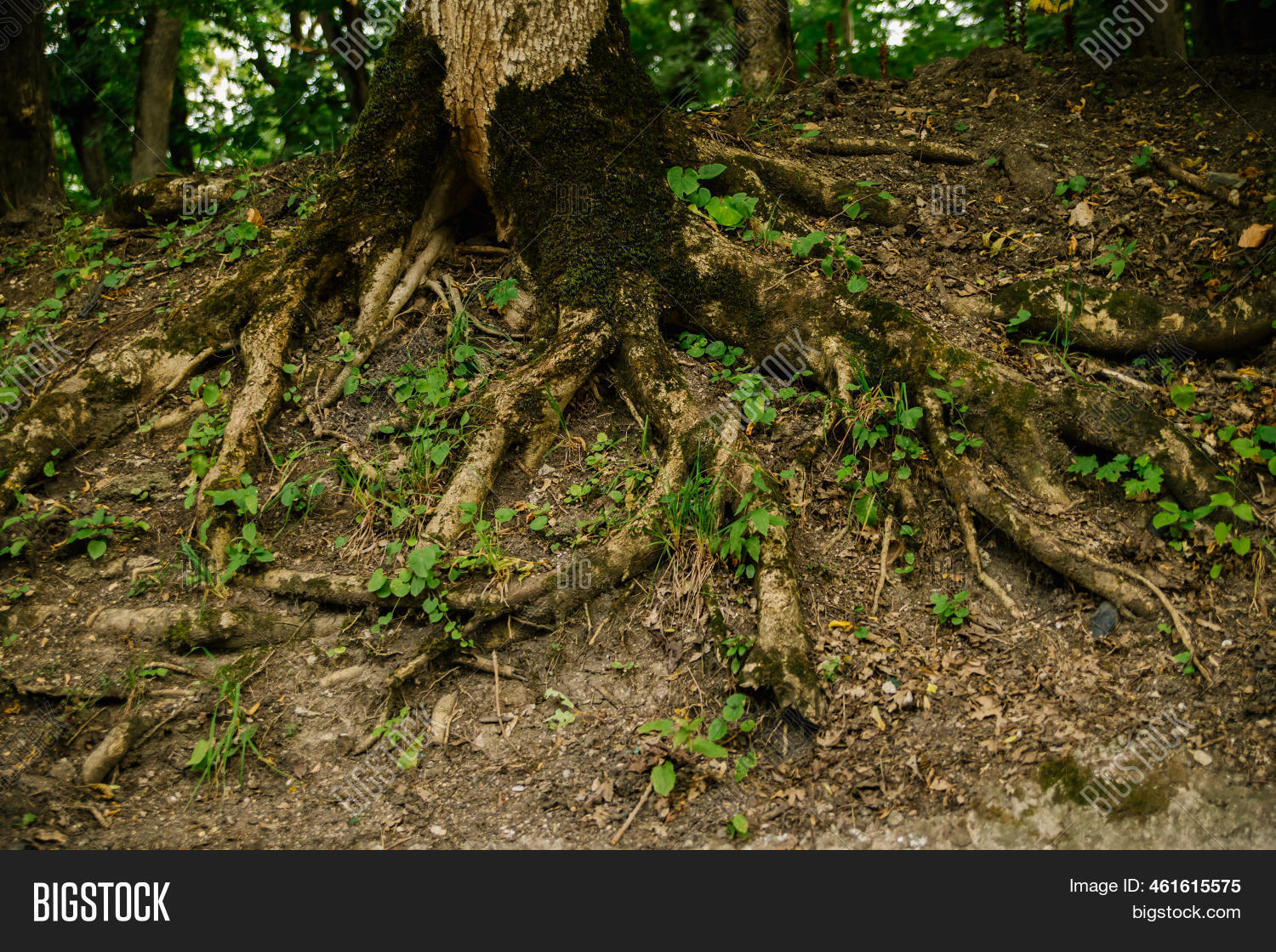 Large Long Tree 图片和照片（免费试用） | Bigstock