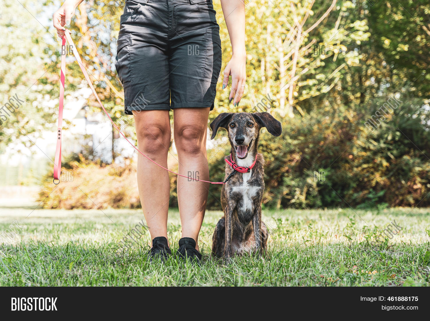 Beautiful Female Dog Image & Photo (Free Trial) | Bigstock