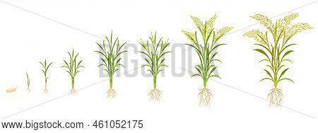 Rice Growth Stages. Vector & Photo (Free Trial) | Bigstock