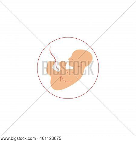 Baby Womb. Pregnancy Vector & Photo (Free Trial) | Bigstock
