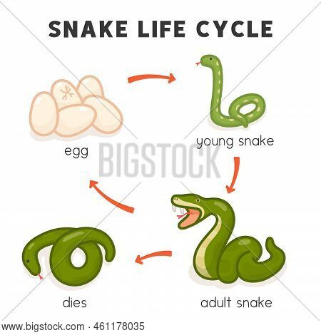 Snake Life Cycle Vector & Photo (Free Trial) | Bigstock