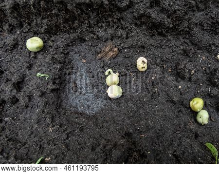 Pea Sowing. View Wet Image & Photo (Free Trial) | Bigstock