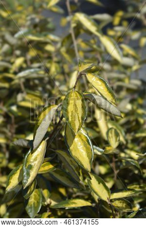 Limelight Images, Illustrations & Vectors (Free) - Bigstock