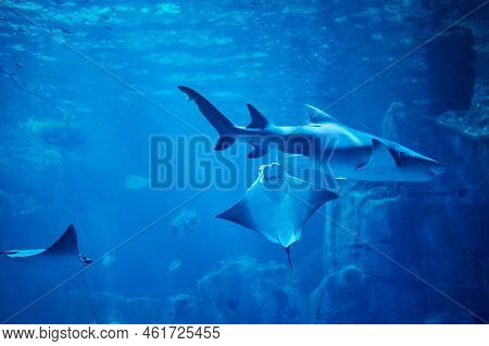 Shark Stingray Swim Image & Photo (Free Trial) | Bigstock