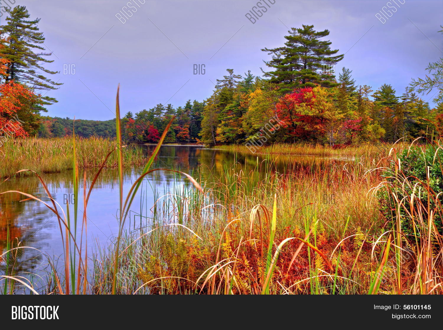 Autumn Wetlands Image & Photo (Free Trial) | Bigstock