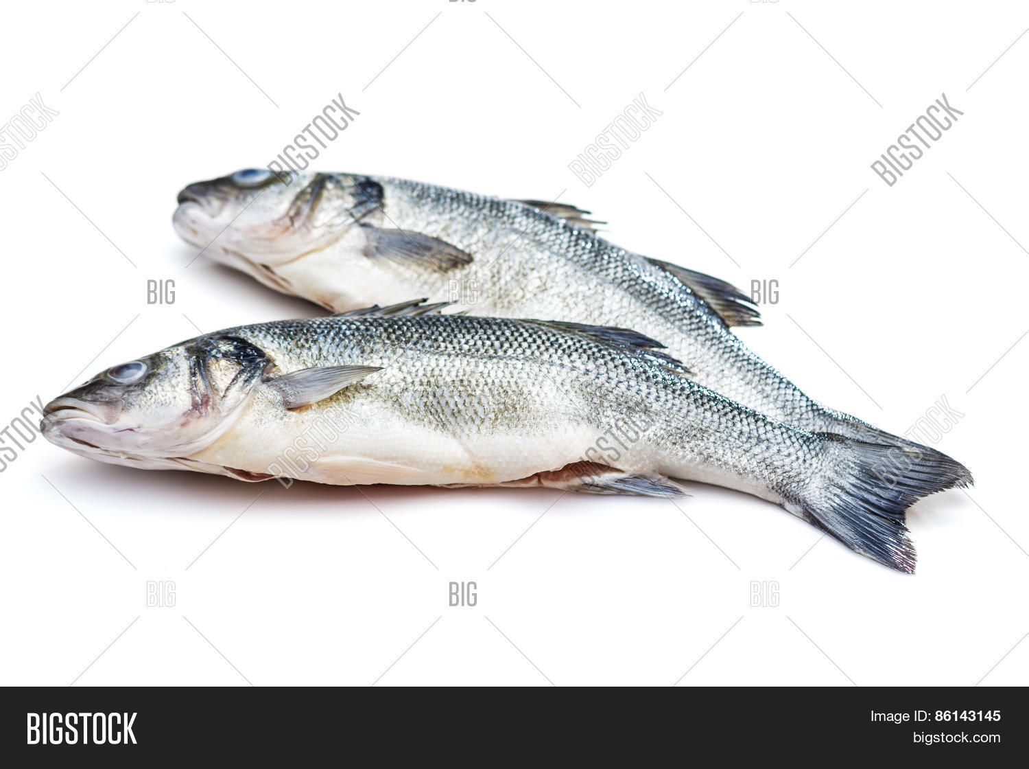 Sea Bass Fish On Withe Image & Photo (Free Trial) | Bigstock