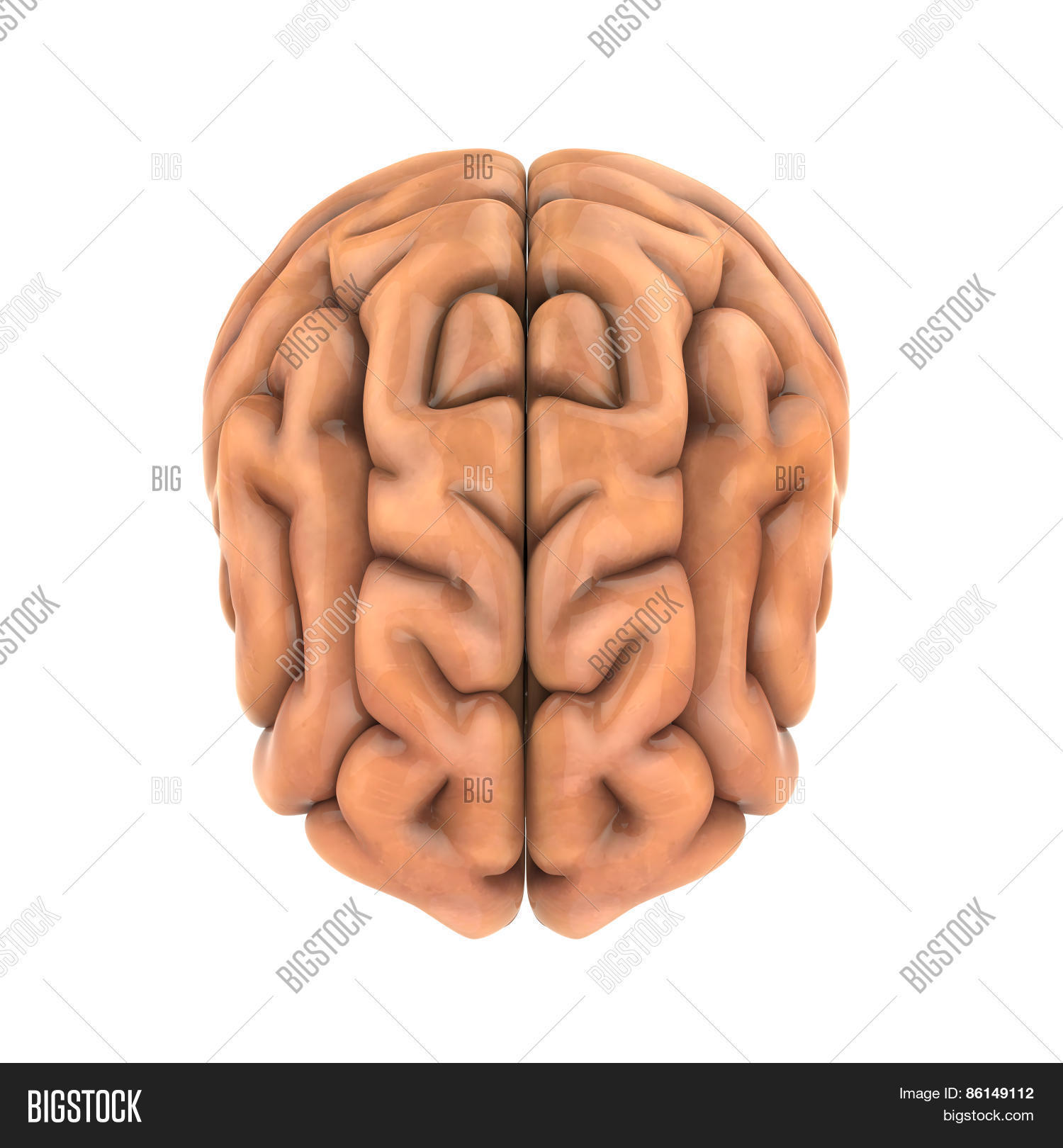 Human Brain Anatomy Image & Photo (Free Trial) | Bigstock
