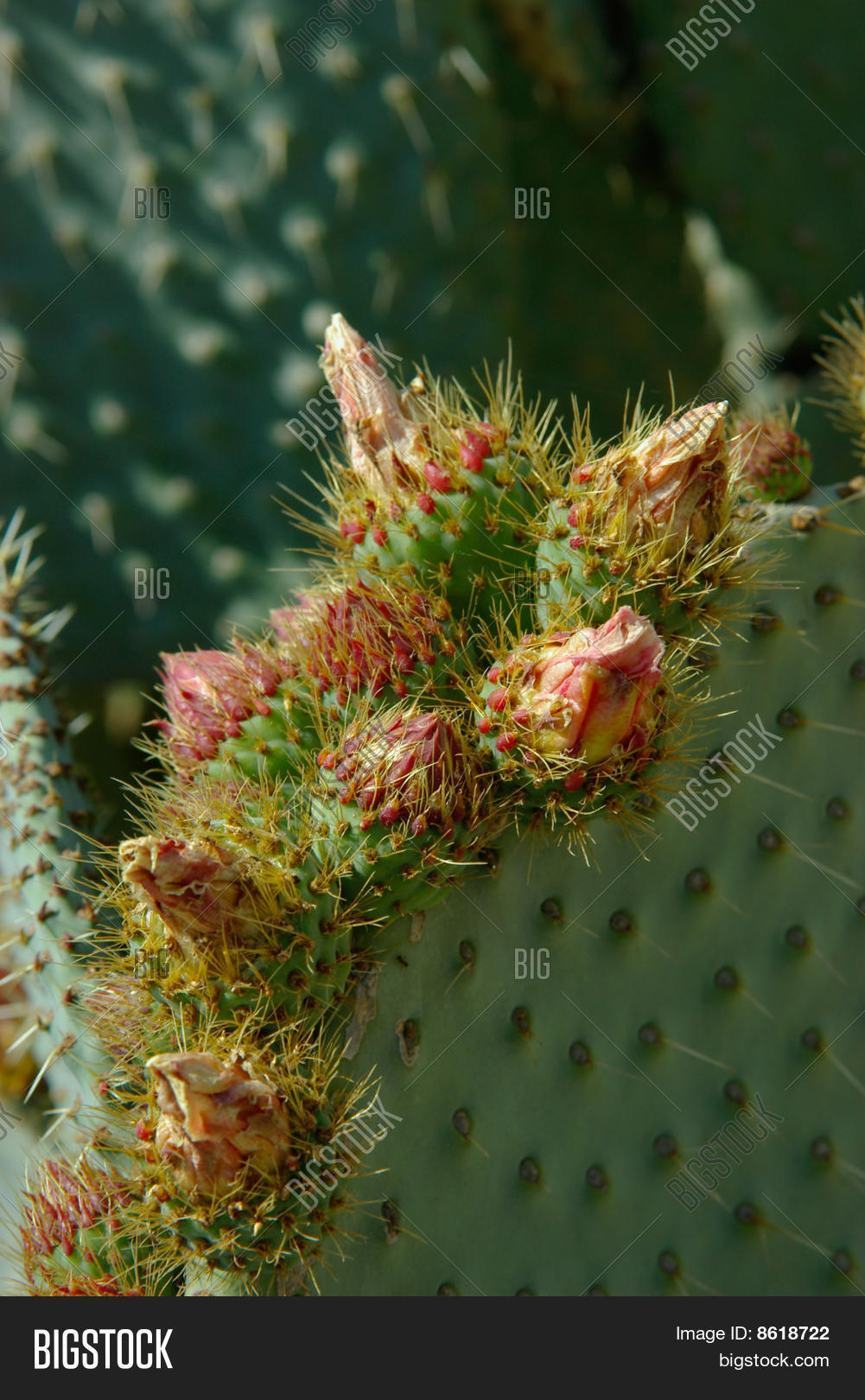 Cactus Buds On Leaf Image & Photo (Free Trial) | Bigstock