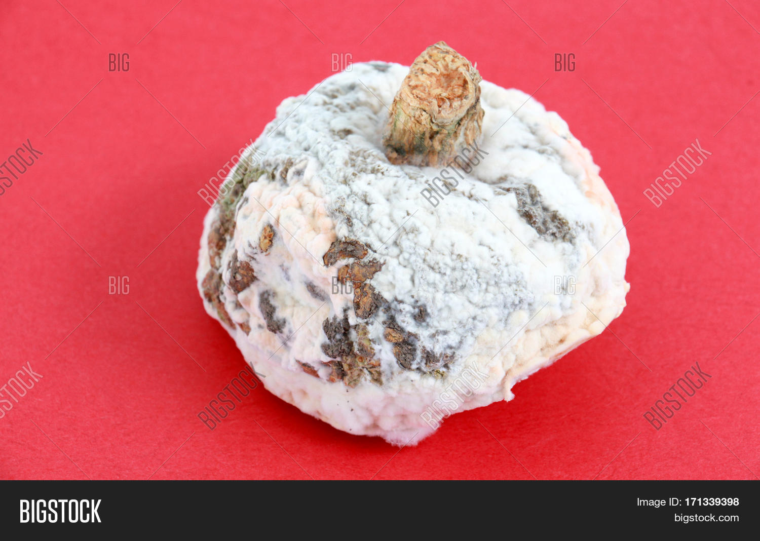 Image Rotten Pumpkin Image & Photo (Free Trial) | Bigstock