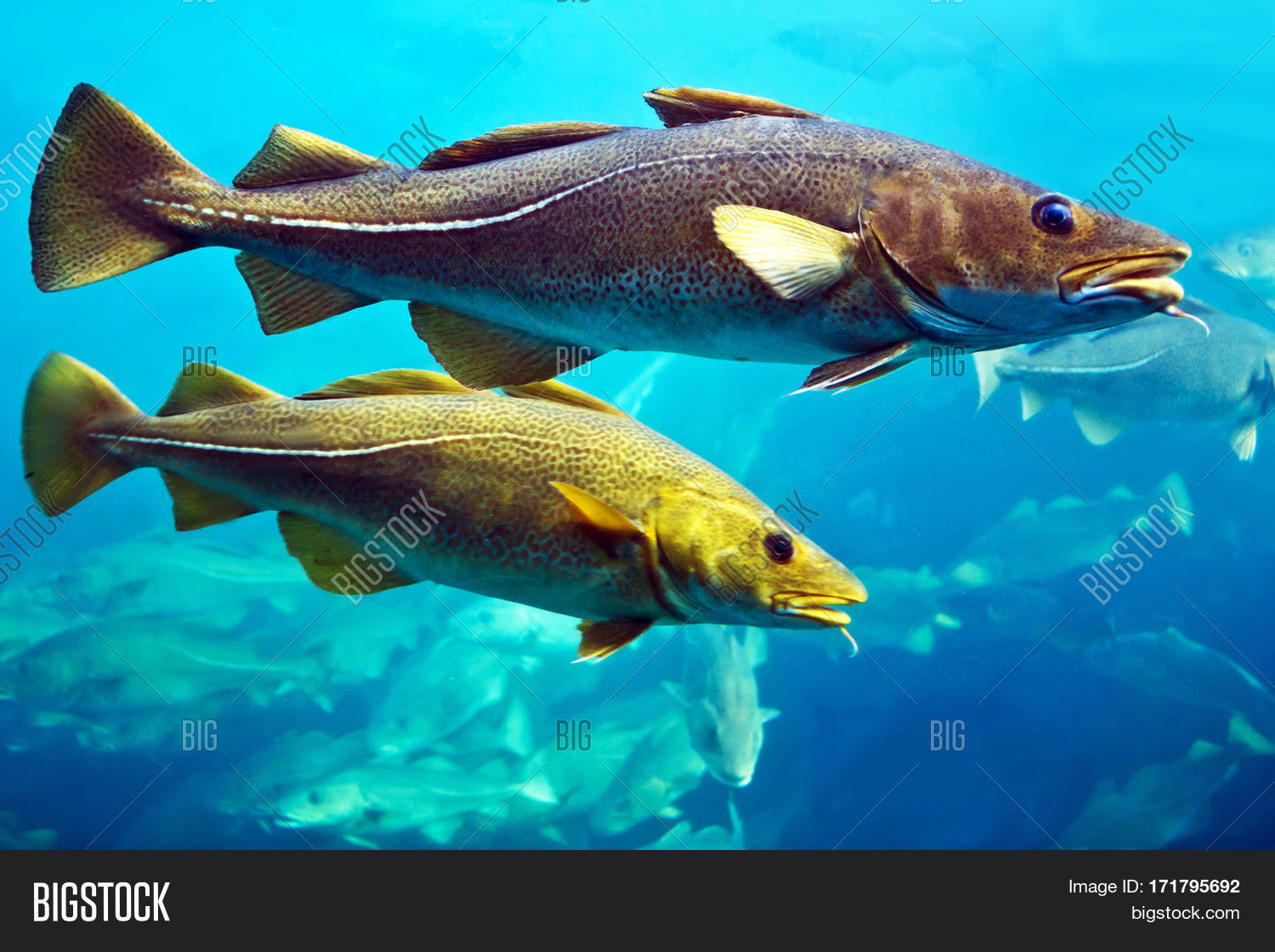 Cod Fishes Swimming Image & Photo (Free Trial) | Bigstock