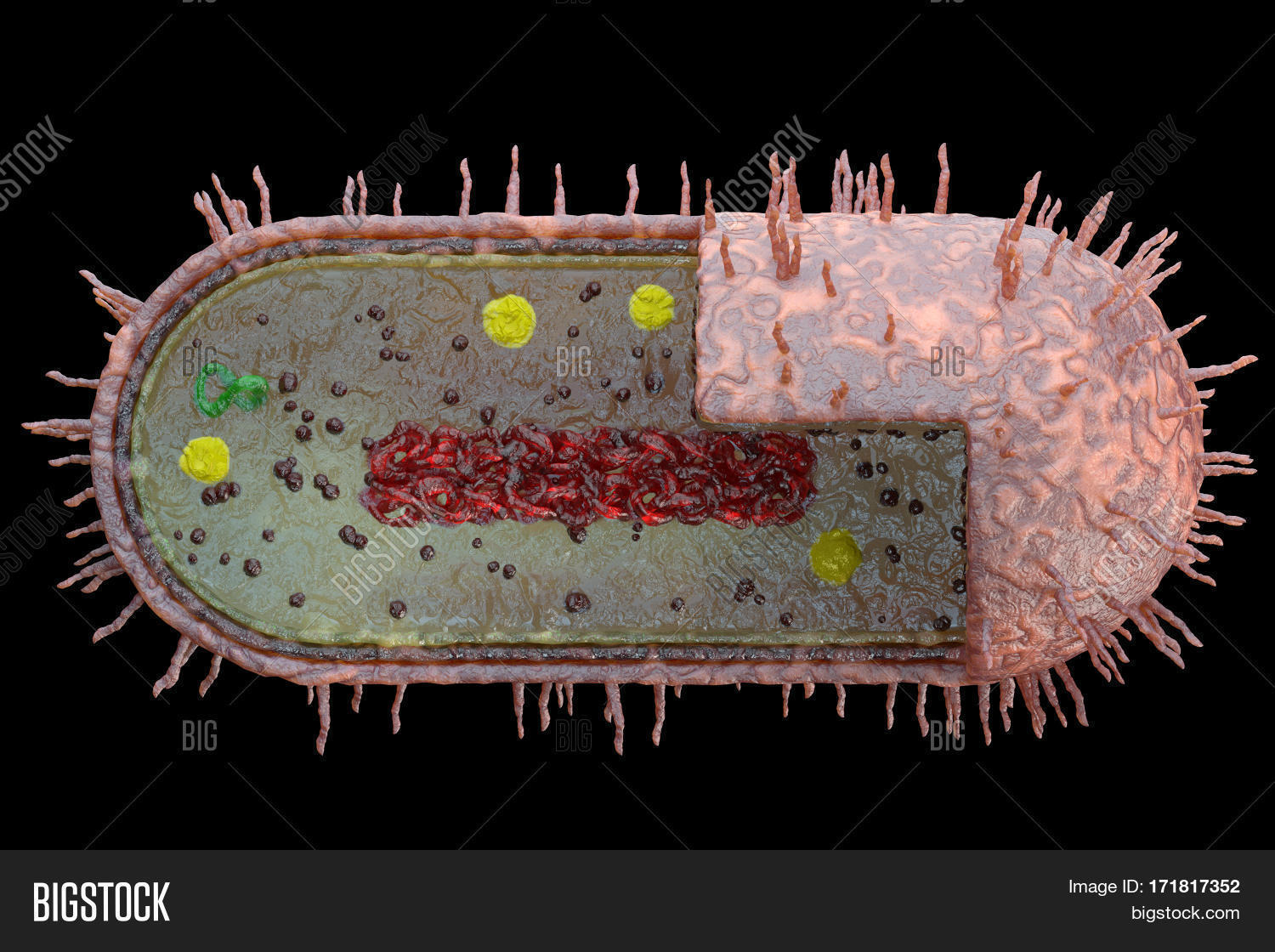 3d Render Bacteria Image & Photo (Free Trial) | Bigstock