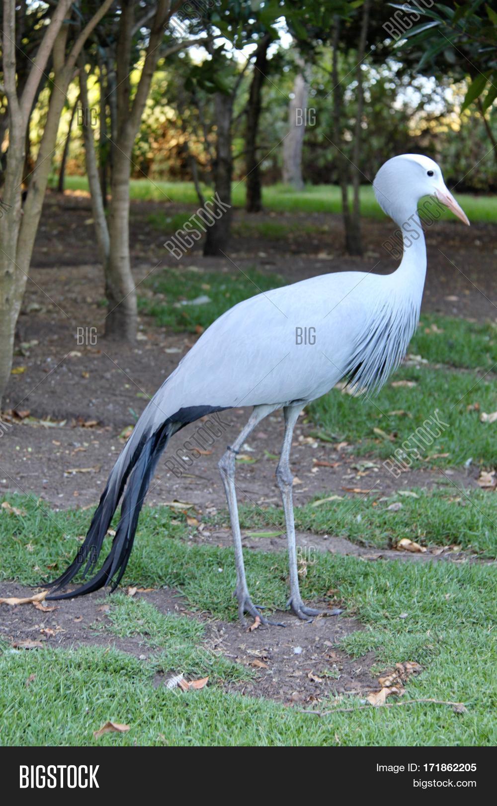 Blue Crane, Beautiful Image & Photo (Free Trial) | Bigstock