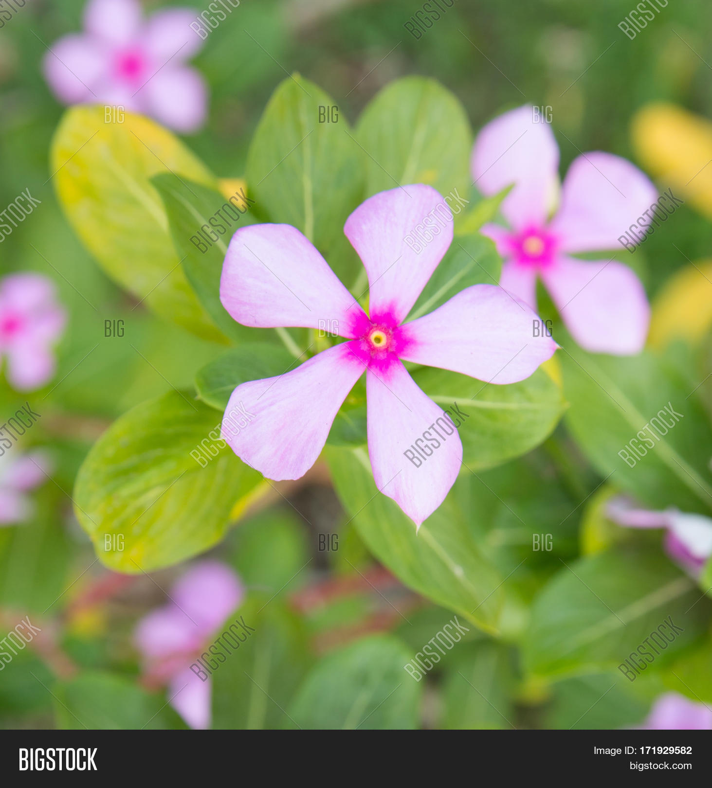 Pink Vinca Flowers Image & Photo (Free Trial) | Bigstock