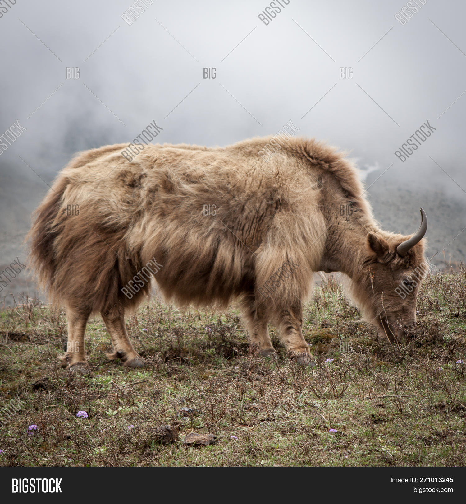Yak Himalayan Image & Photo (Free Trial) | Bigstock