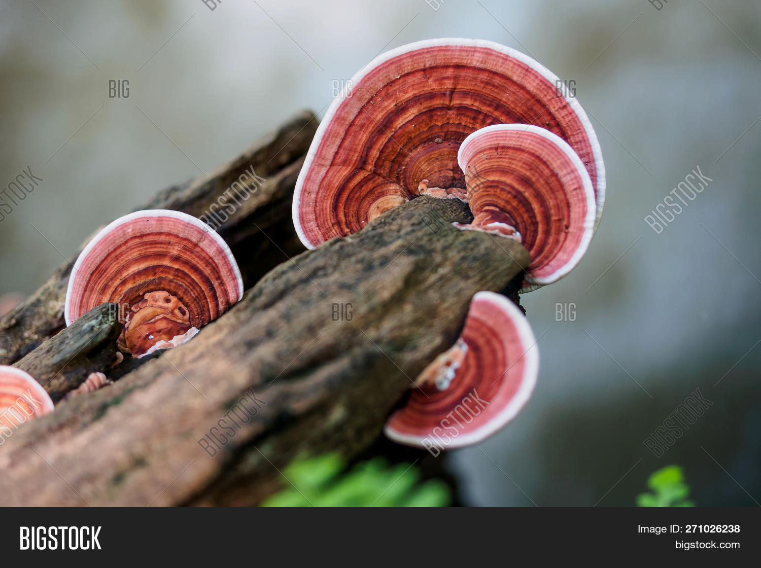 Ganoderma Lucidum Image & Photo (Free Trial) | Bigstock