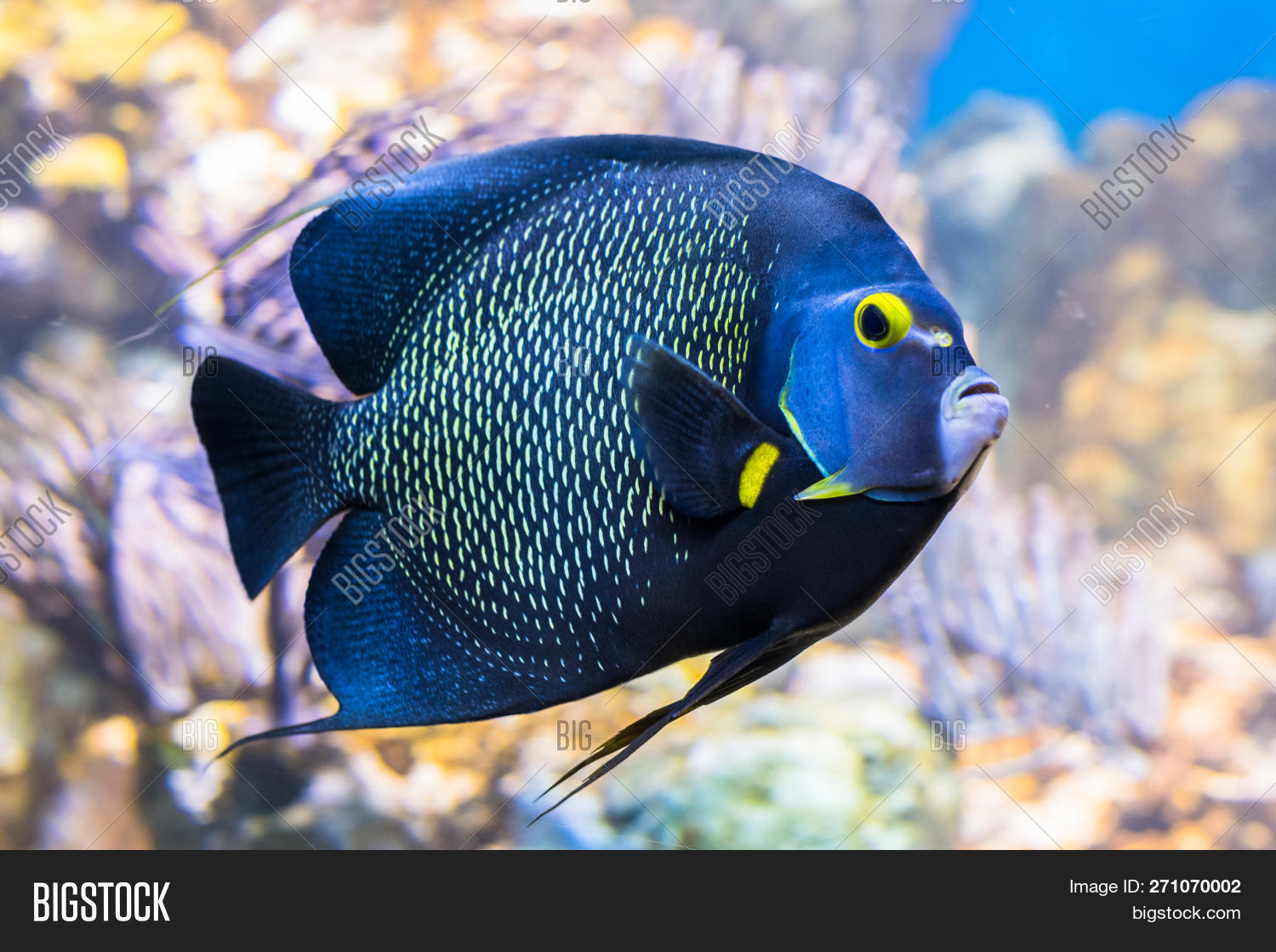 King Angelfish Image & Photo (Free Trial) | Bigstock