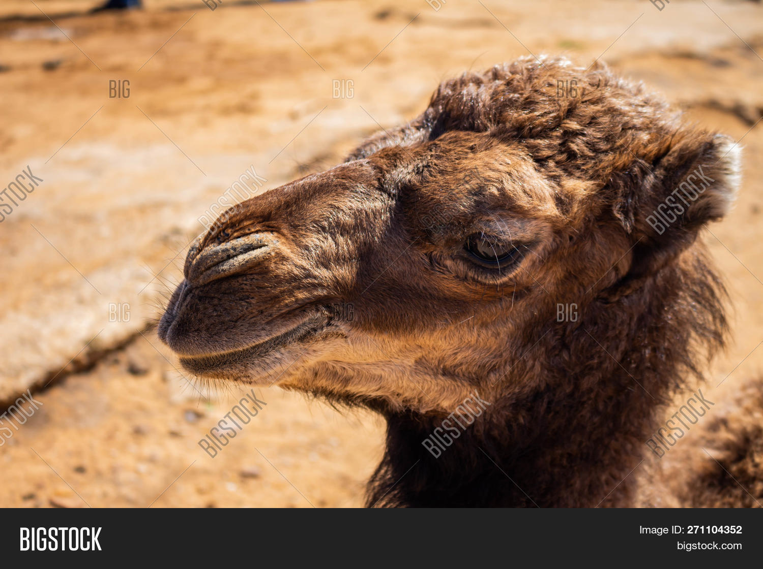 Approach Head Camel. Image & Photo (Free Trial) | Bigstock
