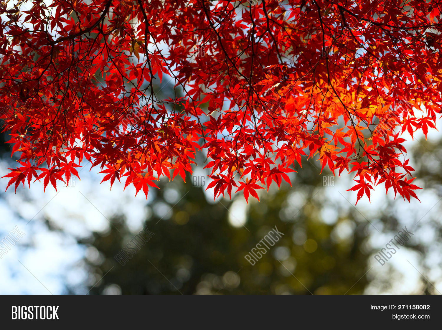 Autumn One Most Famous Image & Photo (Free Trial) | Bigstock
