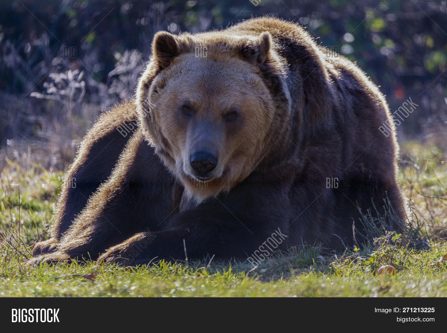 European Brown Bear Image & Photo (Free Trial) | Bigstock