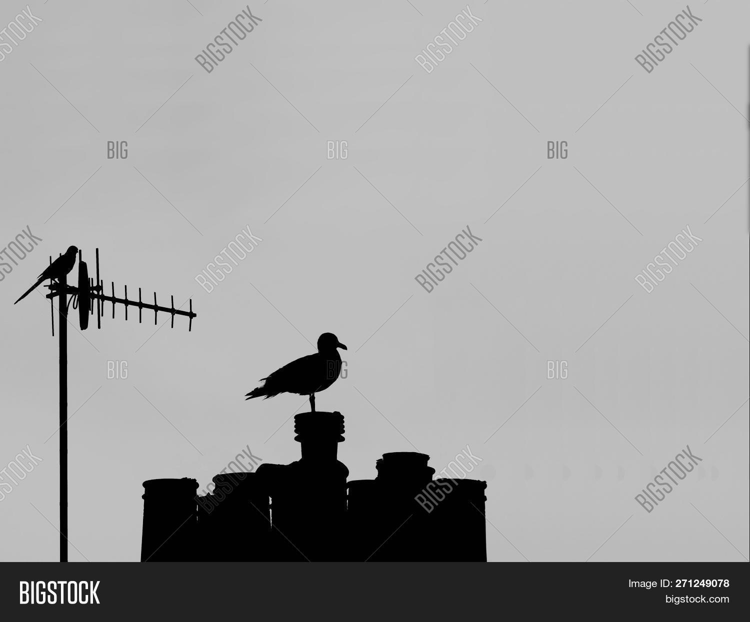 Magpie Seagull Image & Photo (Free Trial) | Bigstock