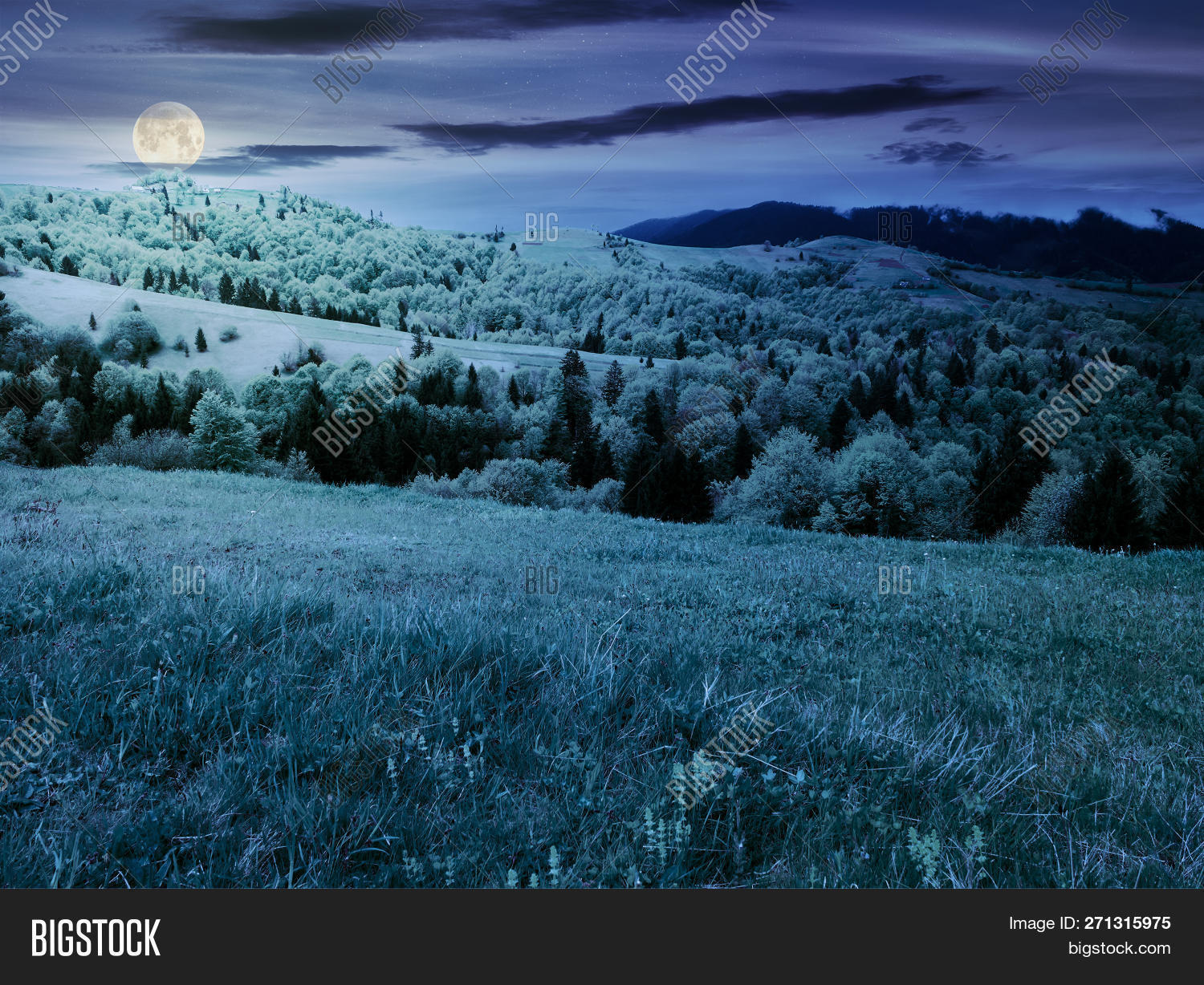 Meadow Night