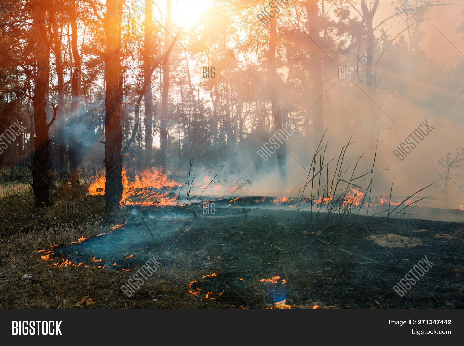 Forest Fire. Burned Image & Photo (Free Trial) | Bigstock