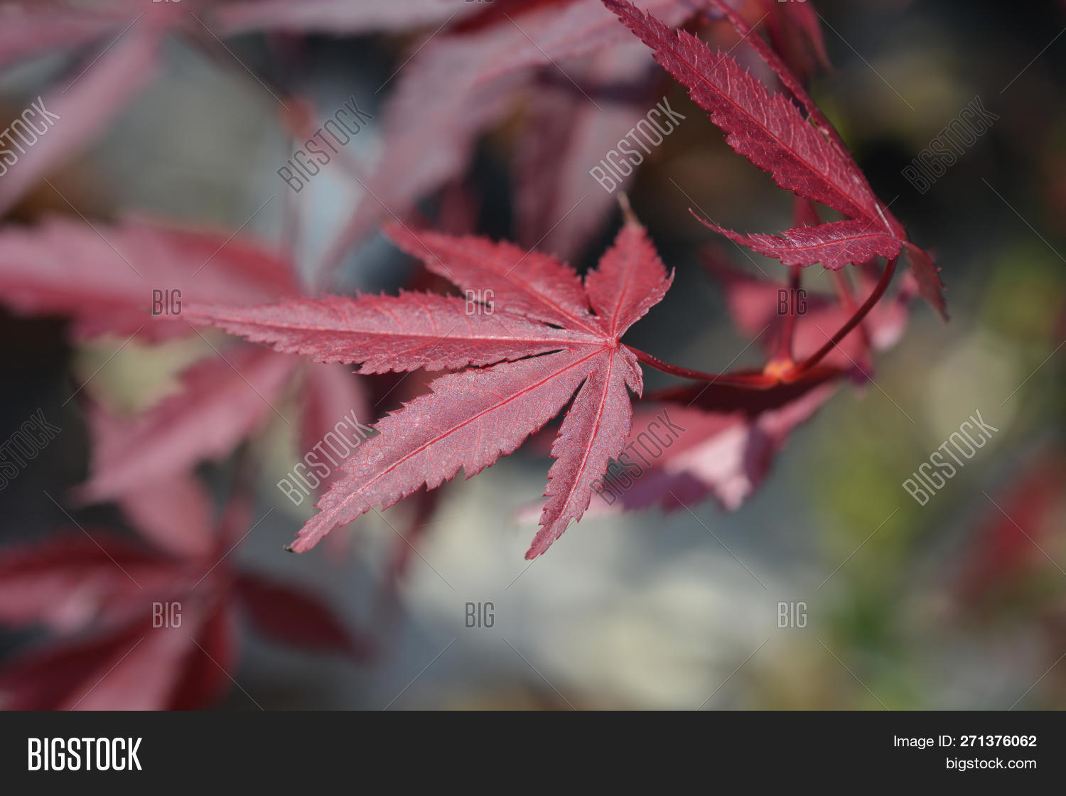 Purple Japanese Maple Image & Photo (Free Trial) | Bigstock