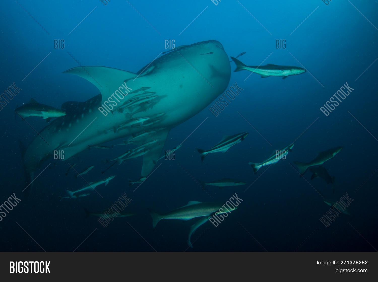Whale Shark Remora Image & Photo (Free Trial) | Bigstock
