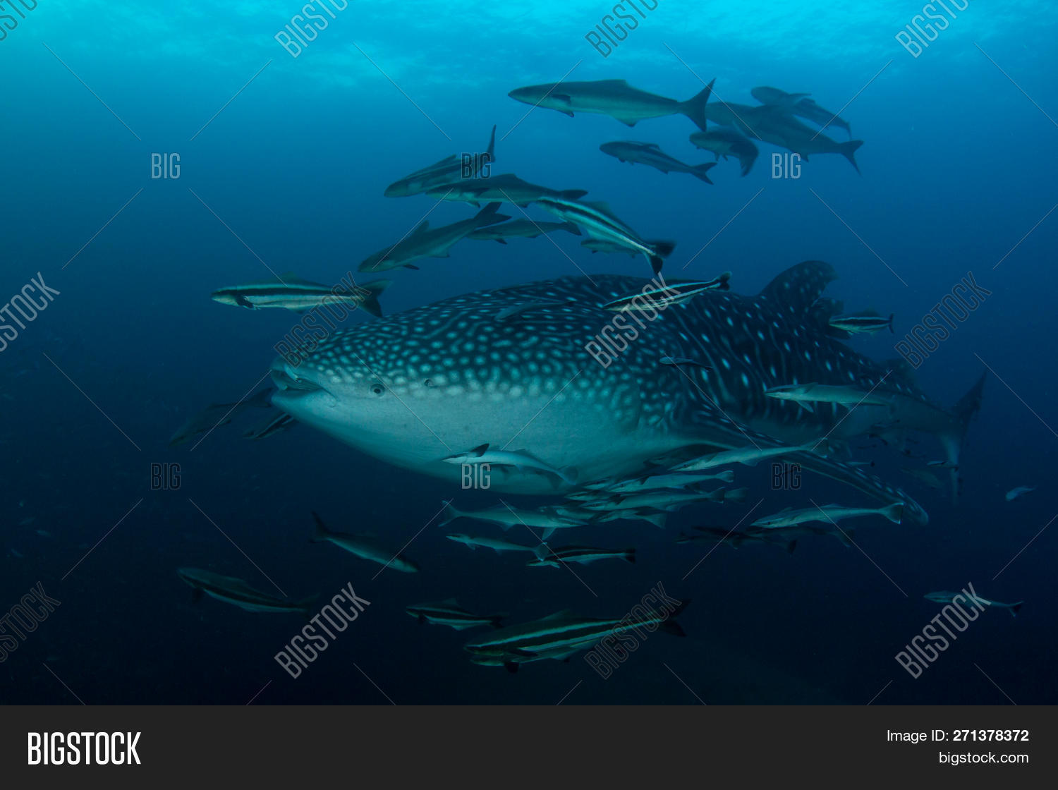 Whale Shark Remora Image & Photo (Free Trial) | Bigstock