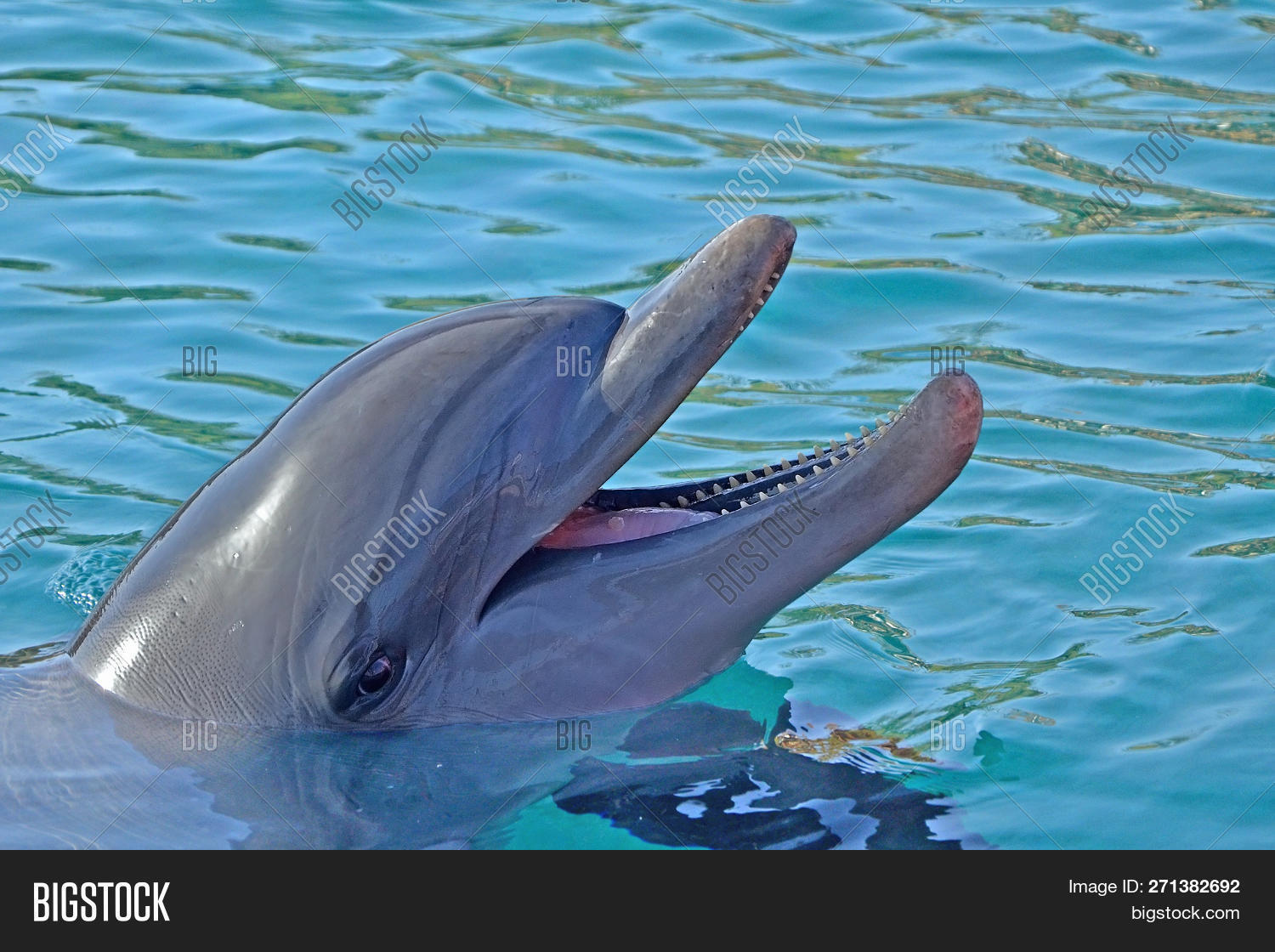Relaxation Dolphin Image & Photo (Free Trial) | Bigstock