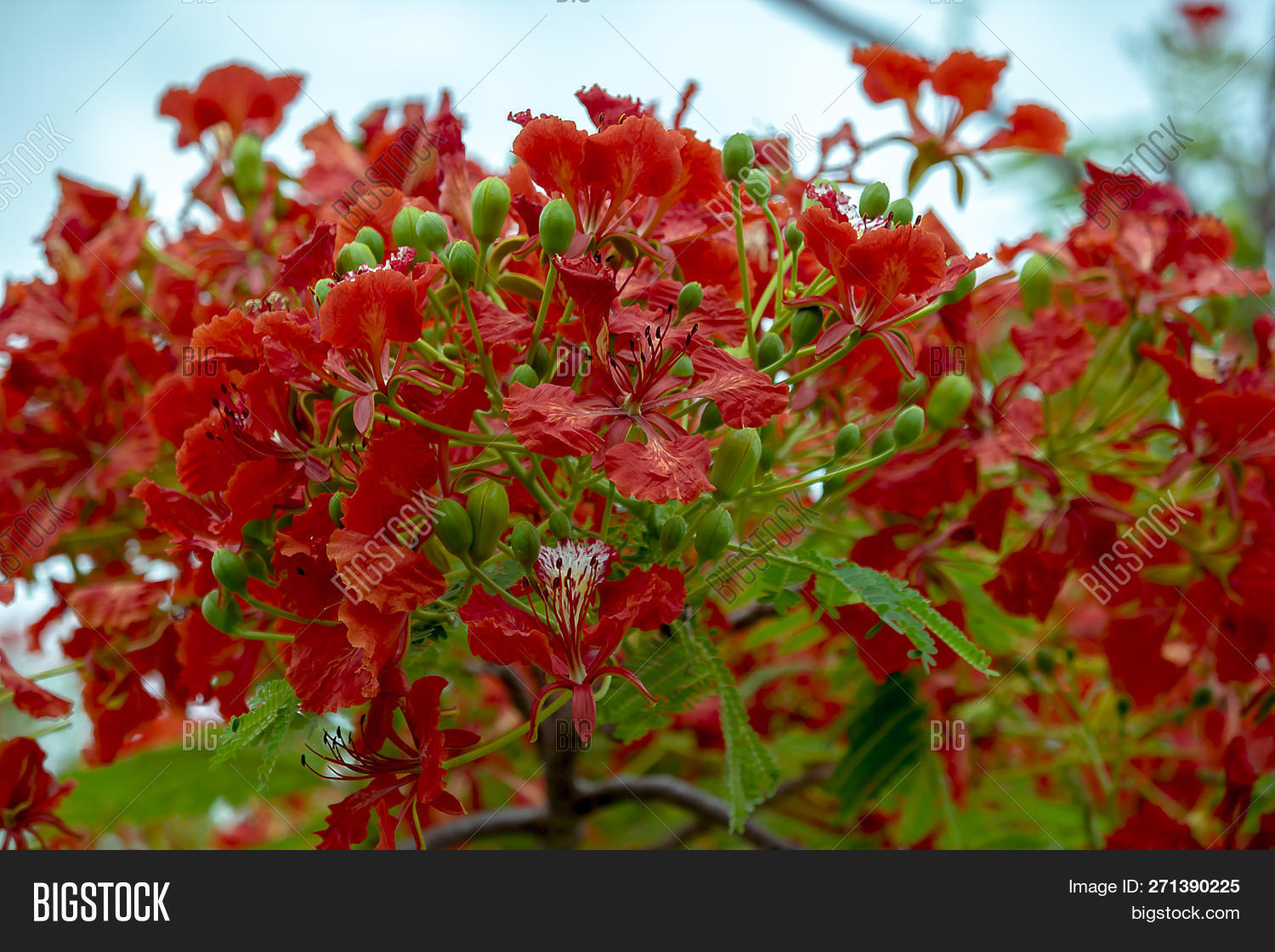 Caesalpinia Image & Photo (Free Trial) | Bigstock