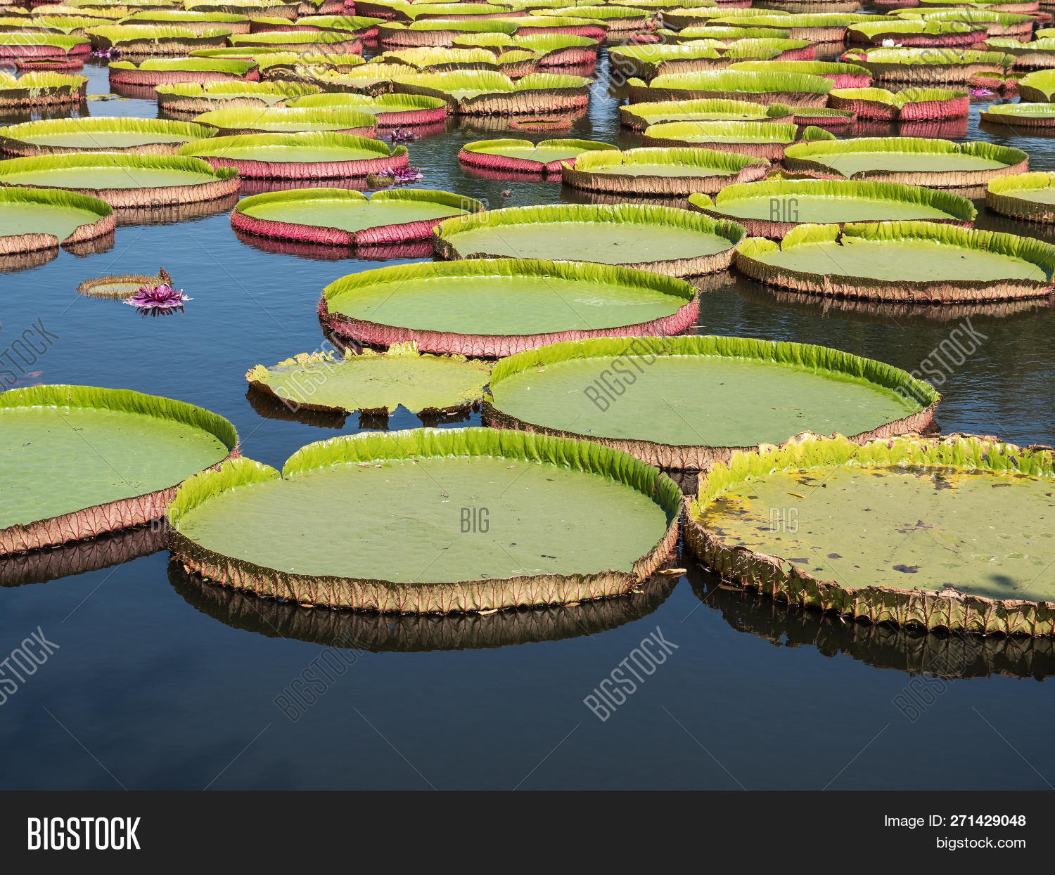 Large Victoria Lotus Image & Photo (Free Trial) | Bigstock