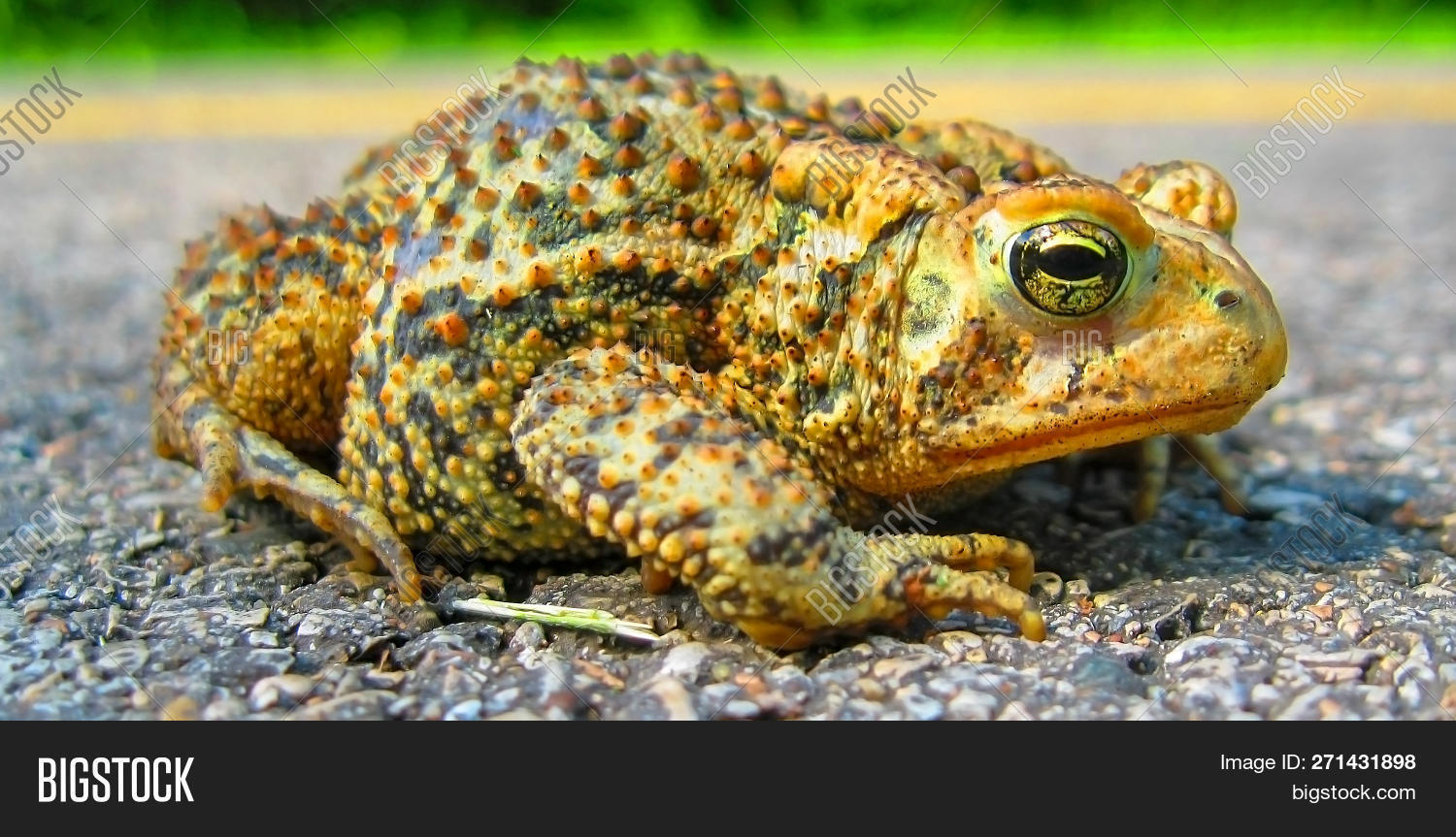 American Toad ( Image & Photo (Free Trial) | Bigstock