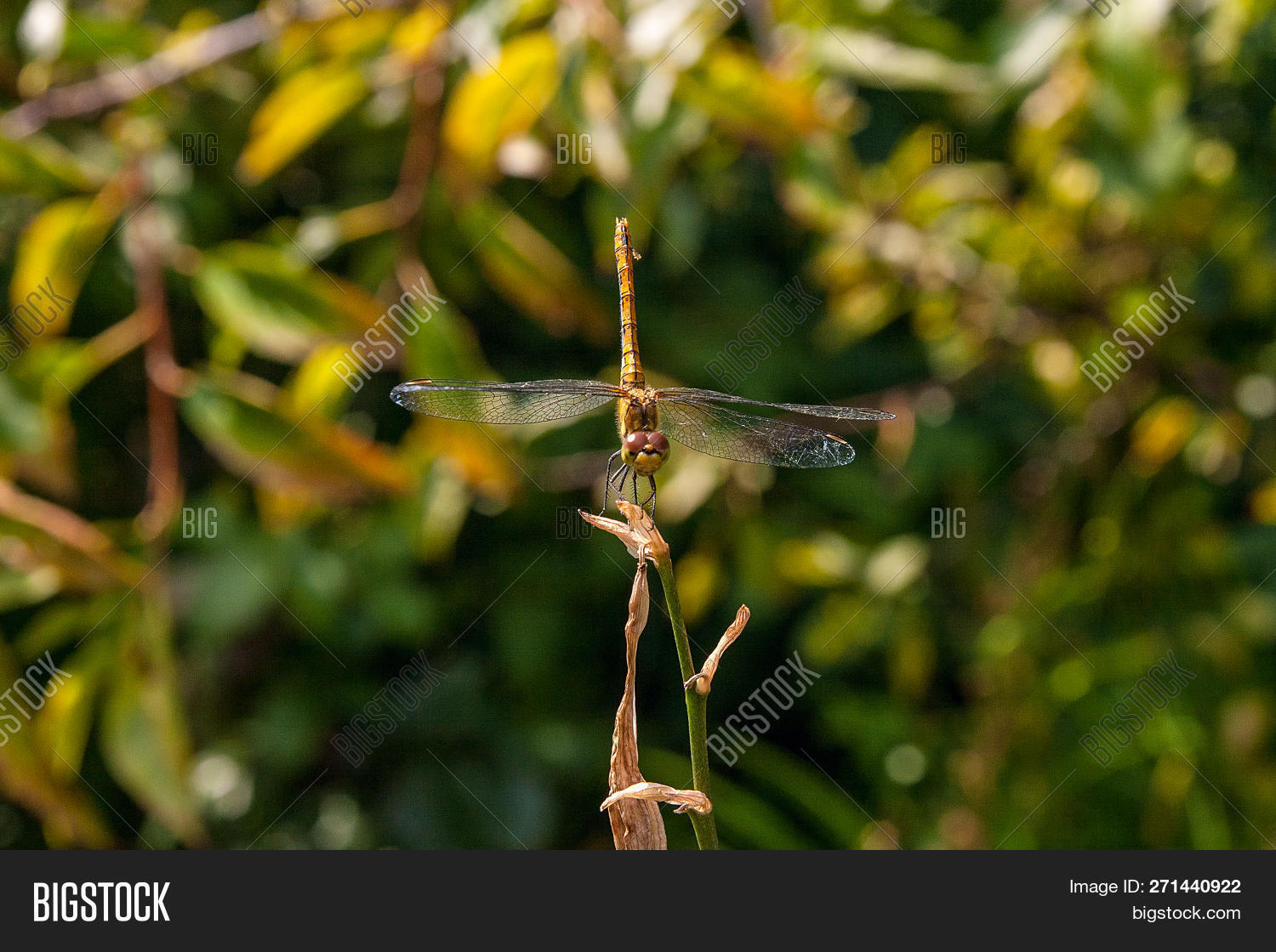 Dragonfly Sitting On Image & Photo (Free Trial) | Bigstock