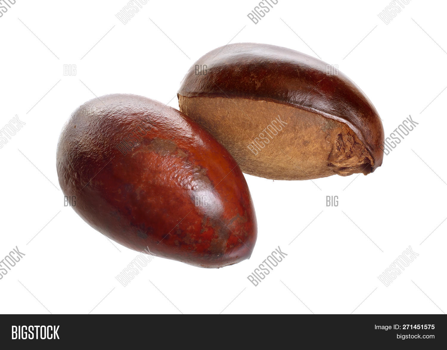 Two Nuts Vitellaria Image & Photo (Free Trial) | Bigstock