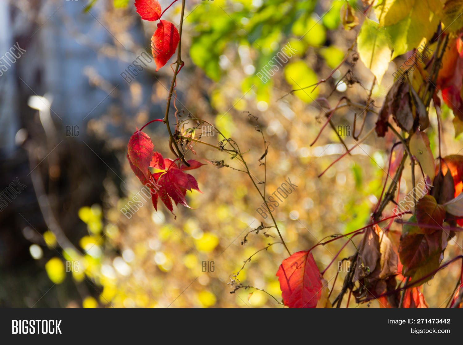Red Leaves Curling Image & Photo (Free Trial) | Bigstock