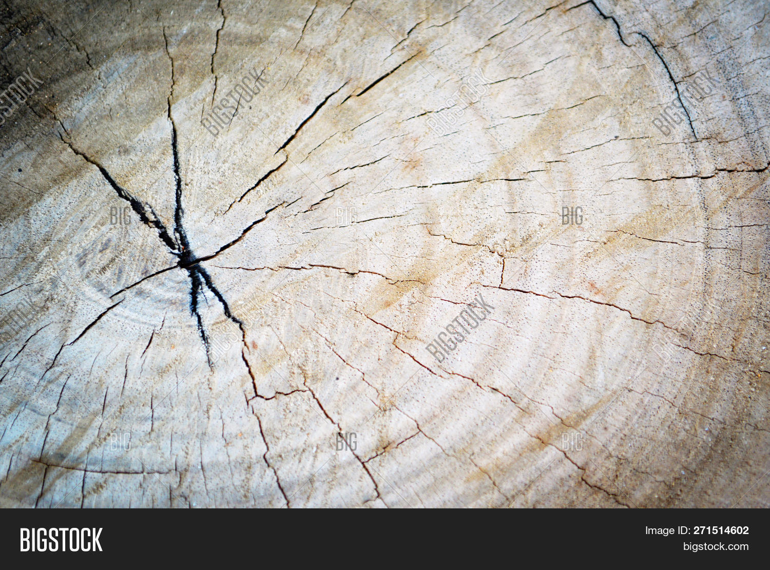 Stump Texture Image & Photo (Free Trial) | Bigstock