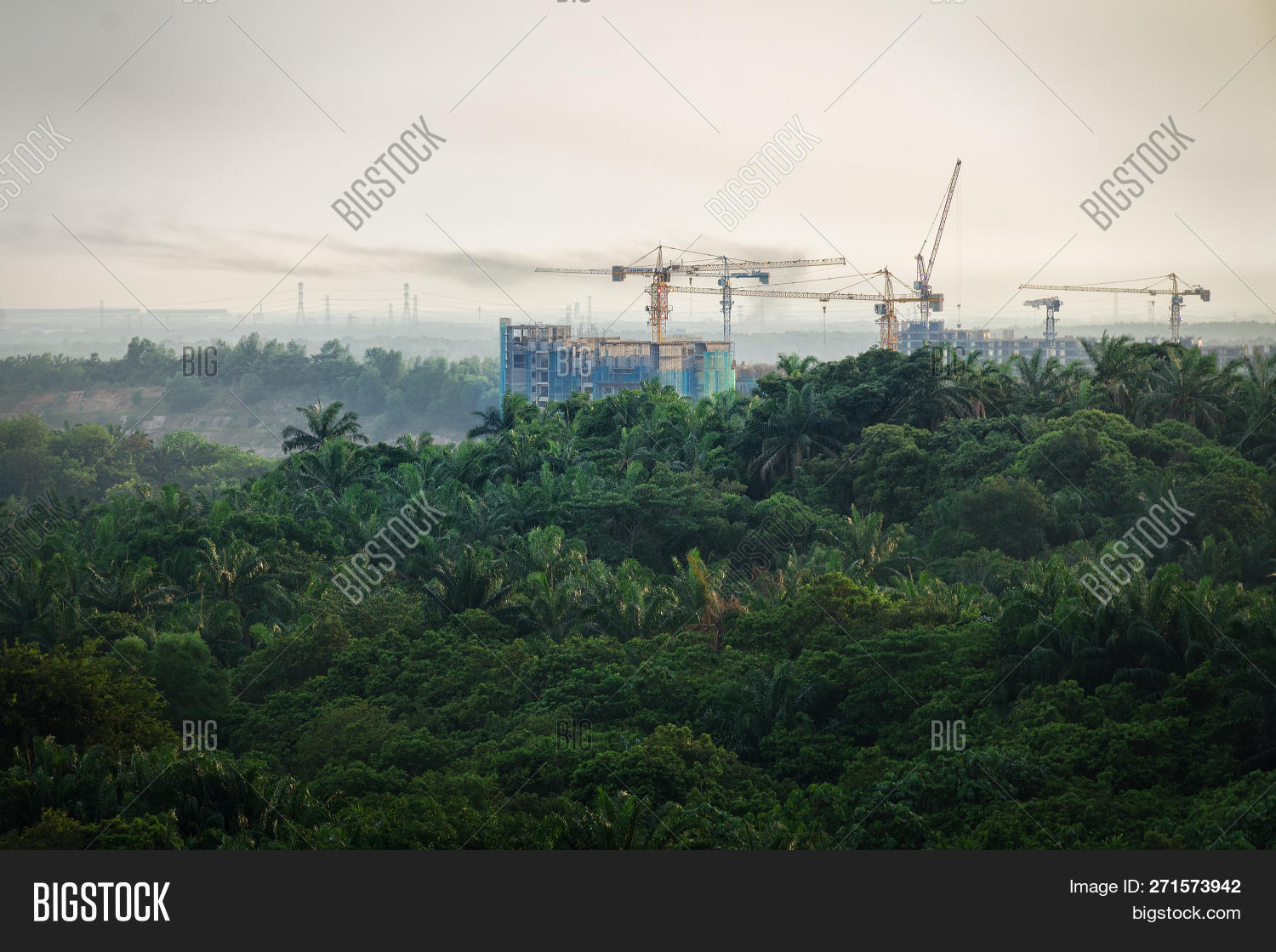 Tropical Forest Image & Photo (Free Trial) | Bigstock