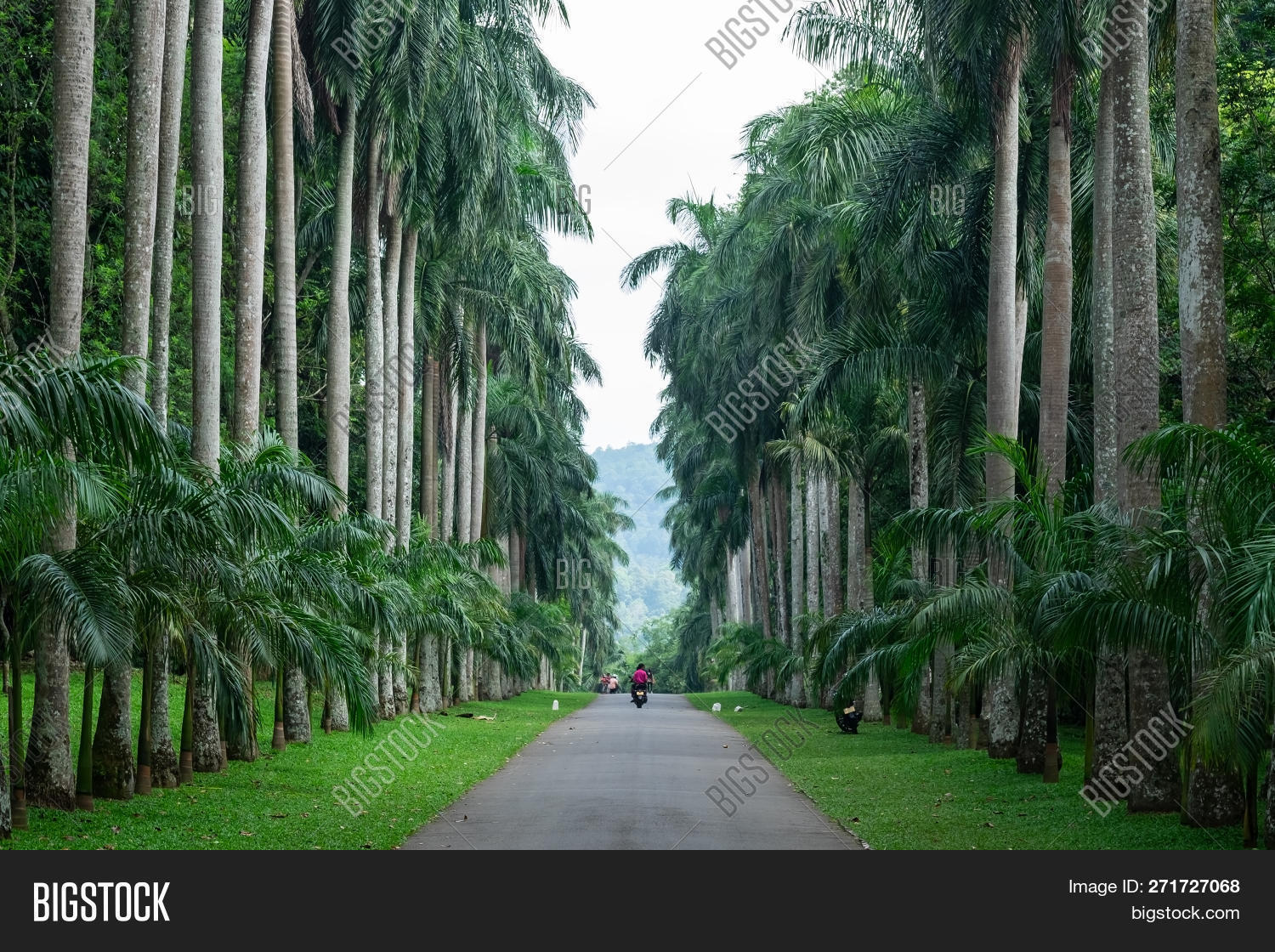 Kandy, Sri Lanka - Image & Photo (Free Trial) | Bigstock