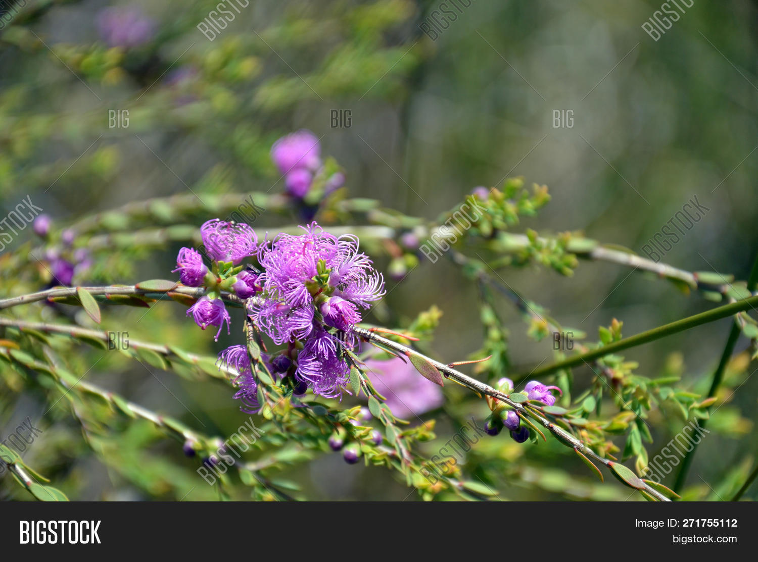 Mauve Flowers Image & Photo (Free Trial) | Bigstock