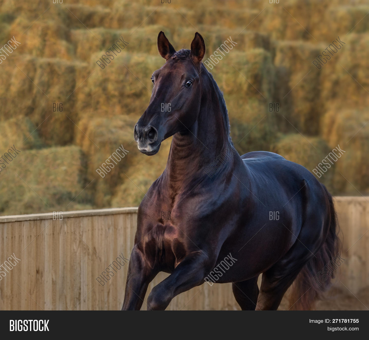 Portuguese Horse Image & Photo (Free Trial) | Bigstock