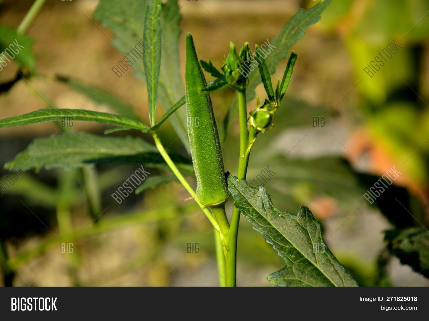 Beautiful Okra, Okro, Image & Photo (Free Trial) | Bigstock