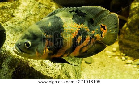 Tiger Oscar Fish Image & Photo (Free Trial) | Bigstock