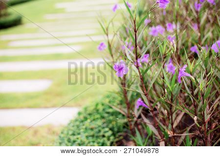 Purple Flower Walkway Image & Photo (Free Trial) | Bigstock