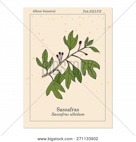 Sassafras Images, Illustrations & Vectors (Free) - Bigstock