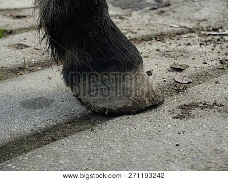 Hoofs After Blacksmith Image & Photo (Free Trial) | Bigstock