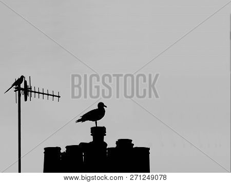 Magpie Seagull Image & Photo (Free Trial) | Bigstock