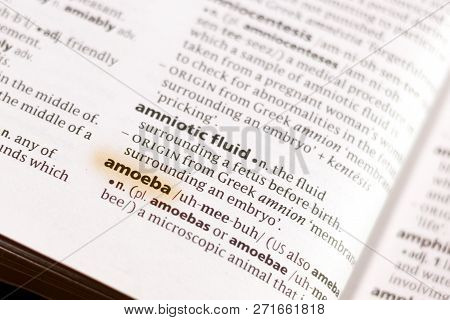 Amoeba Images, Illustrations & Vectors (Free) - Bigstock